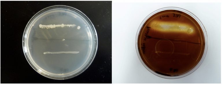 Starch Hydrolysis Test Lectures, Microbiology - on Study Boss