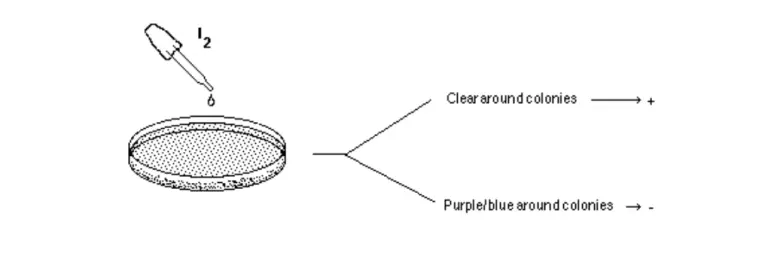 Starch Hydrolysis Test Lectures, Microbiology - on Study Boss